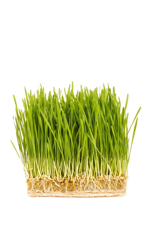 Wheatgrass Isolated on the White Background Stock Photo - Image of ...