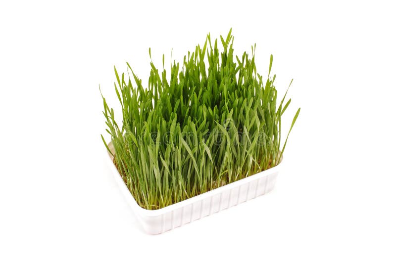 Wheatgrass Isolated on the White Background Stock Photo - Image of ...