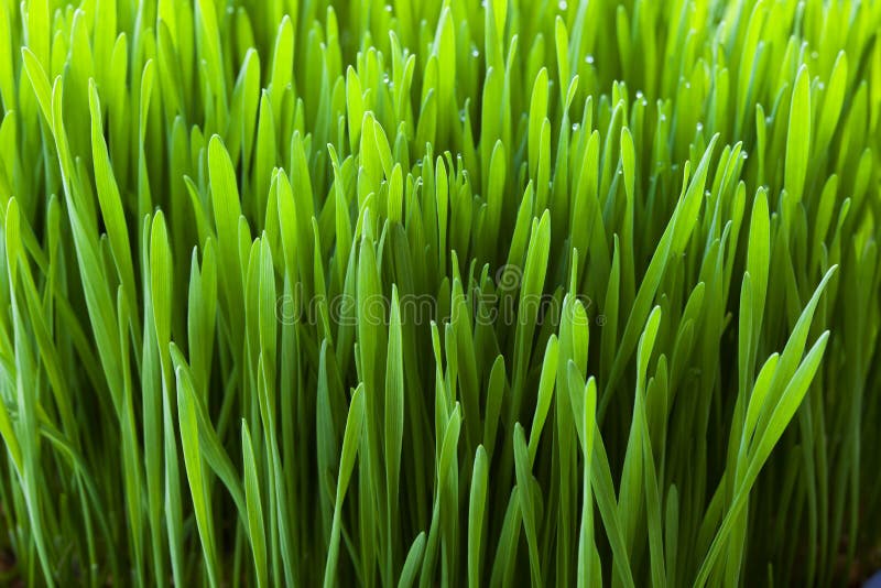 Wheatgrass stock photo. Image of green, white, healthy - 11987426
