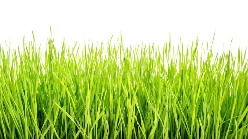 Wheatgrass Plant on a White Background Stock Image - Image of ...