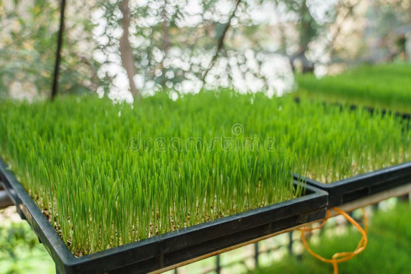 Wheatgrass in the Planting Tray. Stock Image - Image of grass, plastic ...