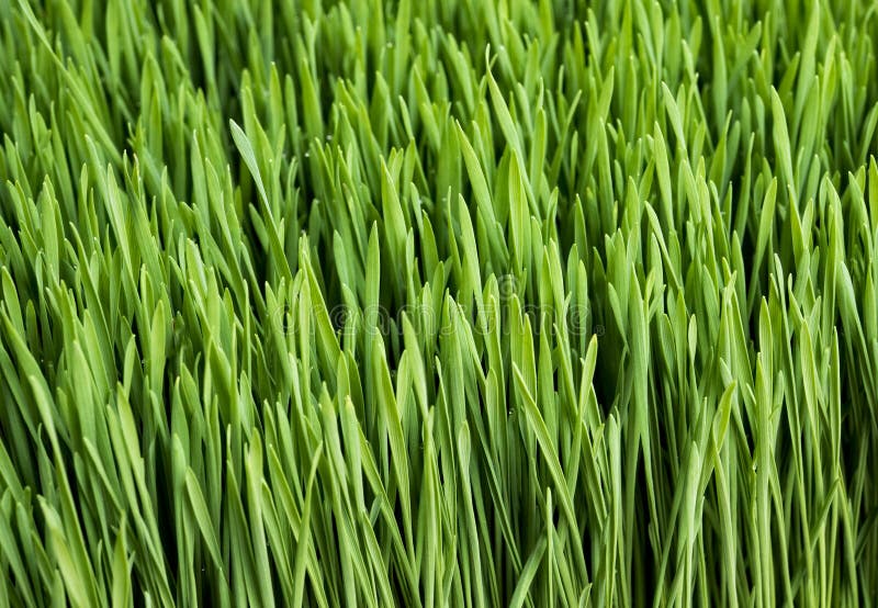 Wheatgrass stock image. Image of sale, healthy, farm - 40708693