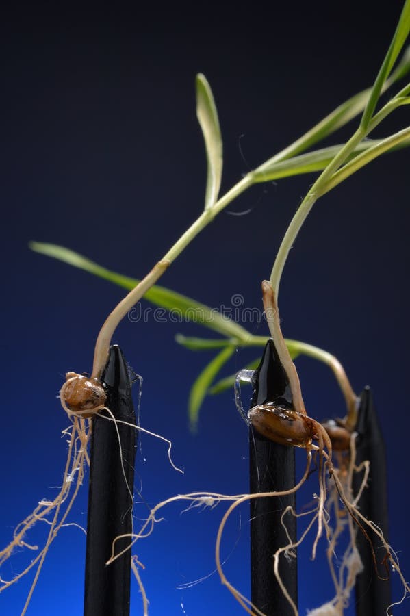 Wheatgrass Seedling with Exposed Roots Stock Image - Image of pluck ...