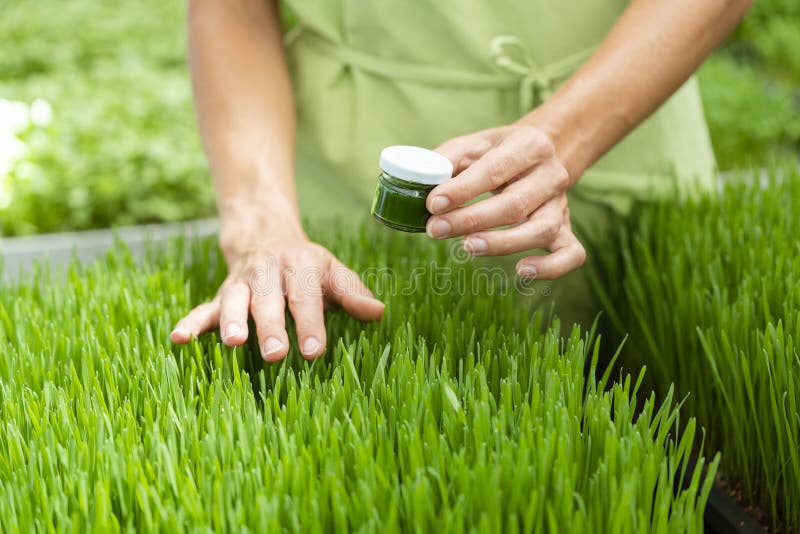 Wheatgrass Smoothie and Grass Itself Stock Image - Image of superfood ...