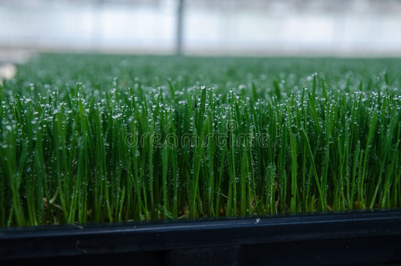 Wheatgrass sprout farm stock image. Image of water, harvest - 47579899