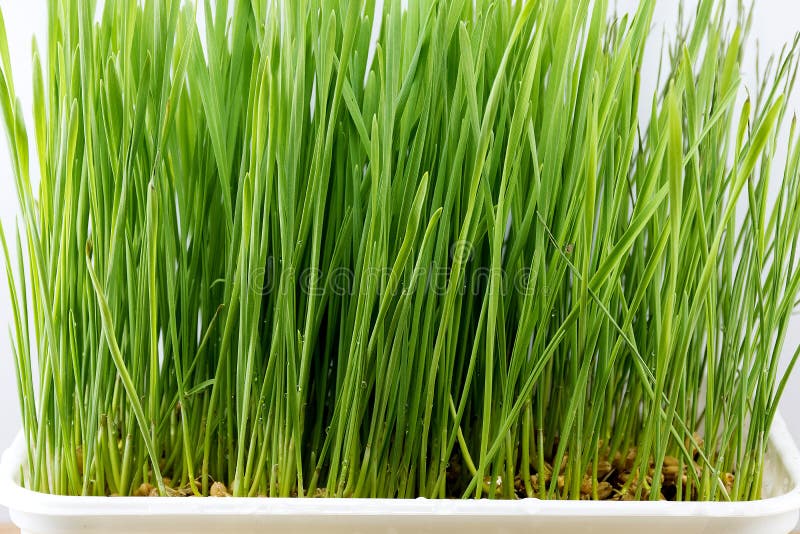 Wheatgrass stock photo. Image of grow, fresh, freshness - 78796882