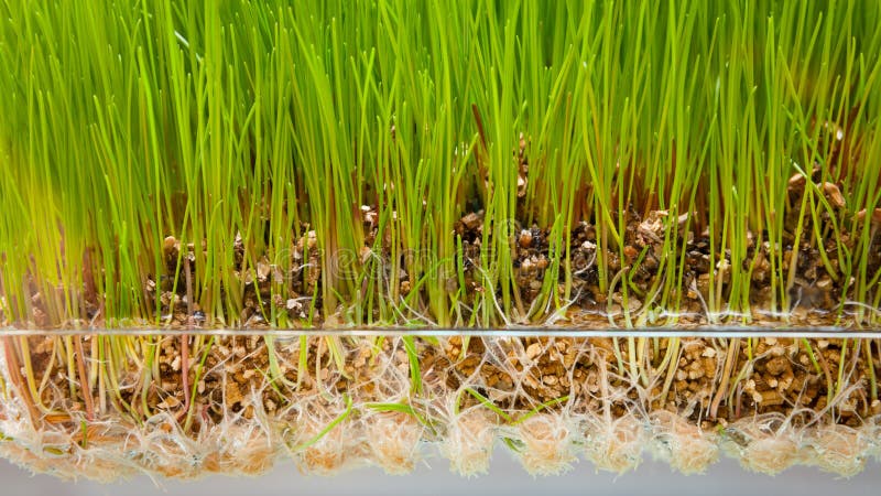 Wheatgrass wheat grass stock photo. Image of super, nutrition - 61315306