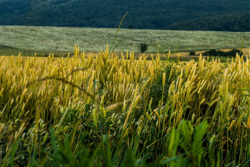 Wheats stock image. Image of agriculture, field, wheats - 42395241