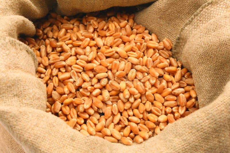 Two wheats stock image. Image of flora, organic, barley - 27266009
