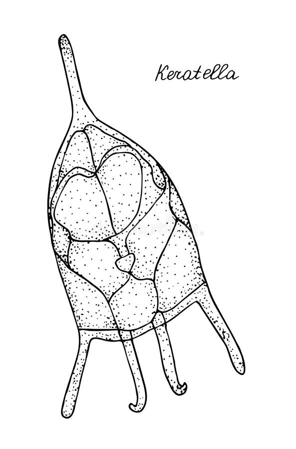 Rotifer Stock Illustrations – 28 Rotifer Stock Illustrations, Vectors ...