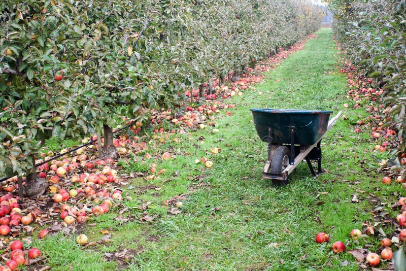 Wheel Barrow in Apple Orchard Stock Photo - Image of trees, apple: 65171416