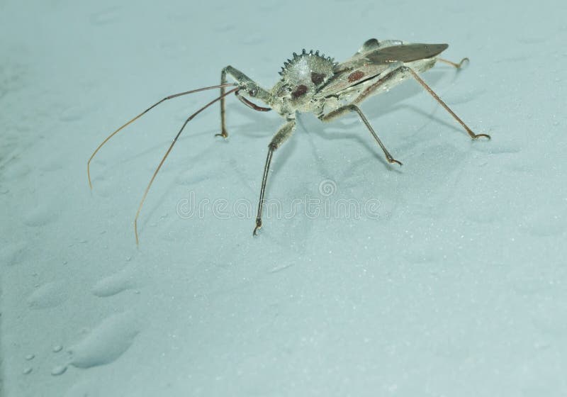 Wheel Bug stock photo. Image of arilus, wheelshapedarmor - 27041220