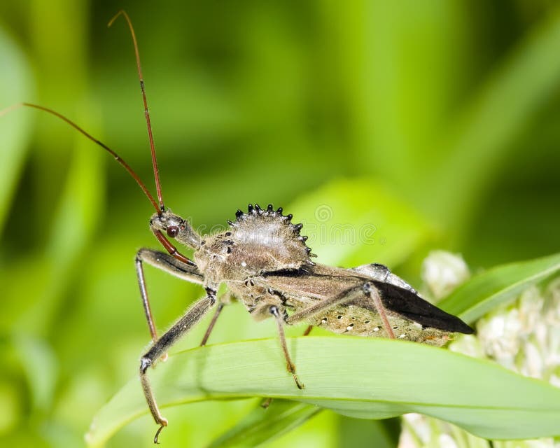 Wheel Bug stock image. Image of macro, conenoses, predator - 2900497