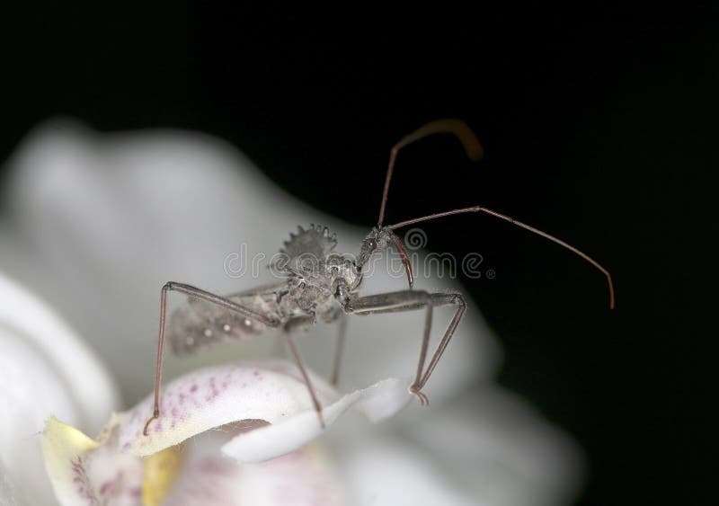 Wheel bug stock photo. Image of assassin, spikes, long - 7605268