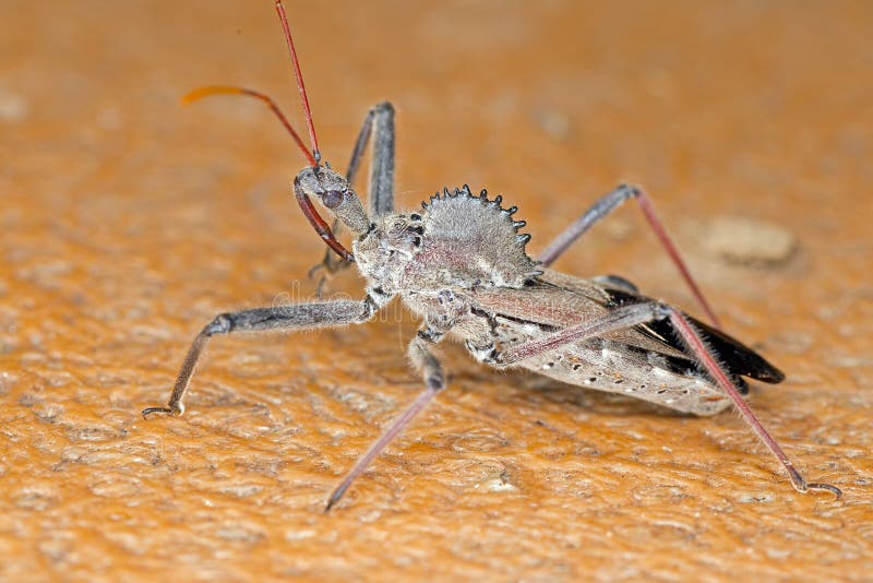 Wheel Bug stock image. Image of wheel, cristatus, bite - 45218647