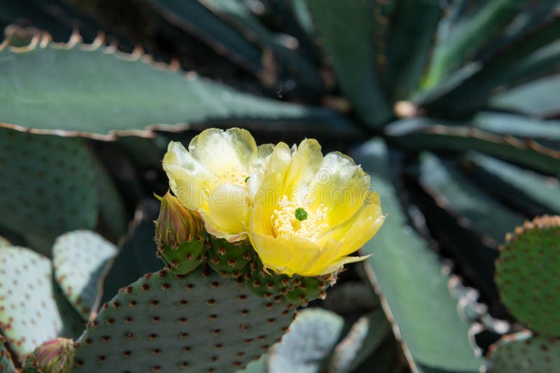 Wheel Cactus (opuntia Robusta Stock Image - Image of natural, flower ...