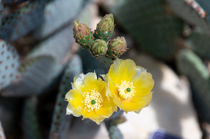 Wheel Cactus (opuntia Robusta Stock Photo - Image of pollen, flowers ...