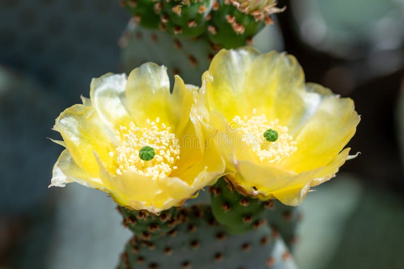 Wheel Cactus (opuntia Robusta Stock Image - Image of beauty, cactus ...