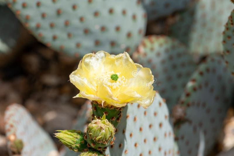 Wheel Cactus (opuntia Robusta Stock Image - Image of nature, cactaceae ...