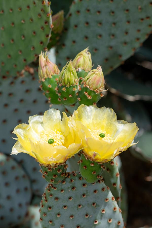 Wheel Cactus (opuntia Robusta Stock Image - Image of natural, petal ...