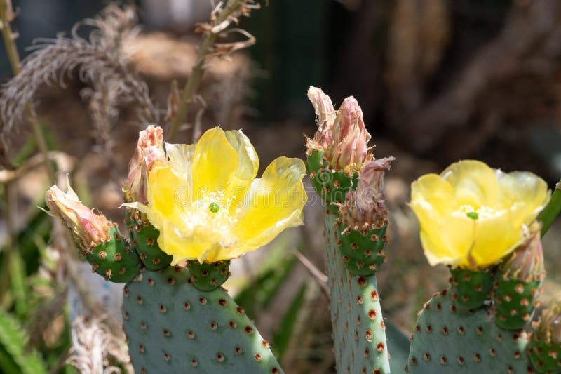 Wheel Cactus (opuntia Robusta Stock Image - Image of head, cacti: 327485597
