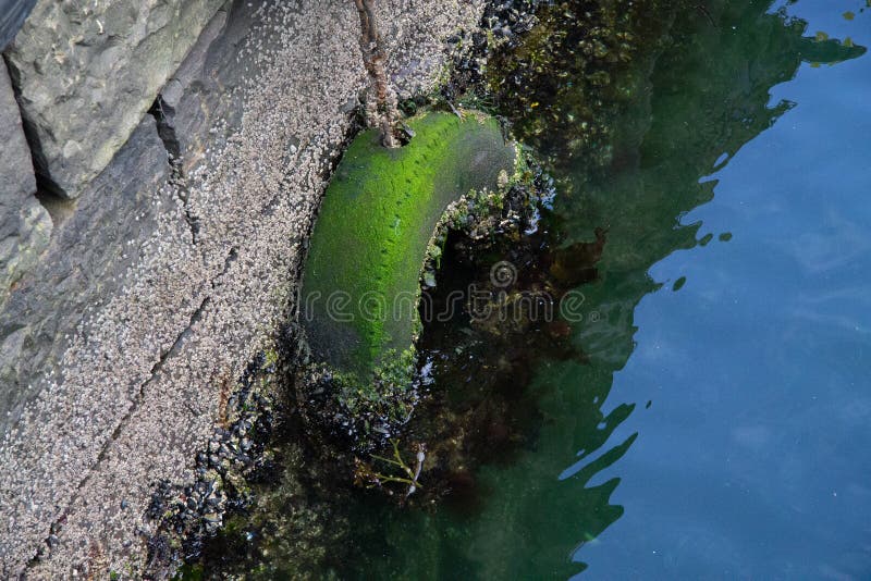 Algae Covered Wheel Hanging from the Docks Stock Image - Image of ...