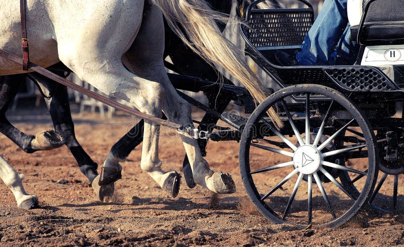 Harness racing in Sweden editorial photo. Image of bene - 53830356
