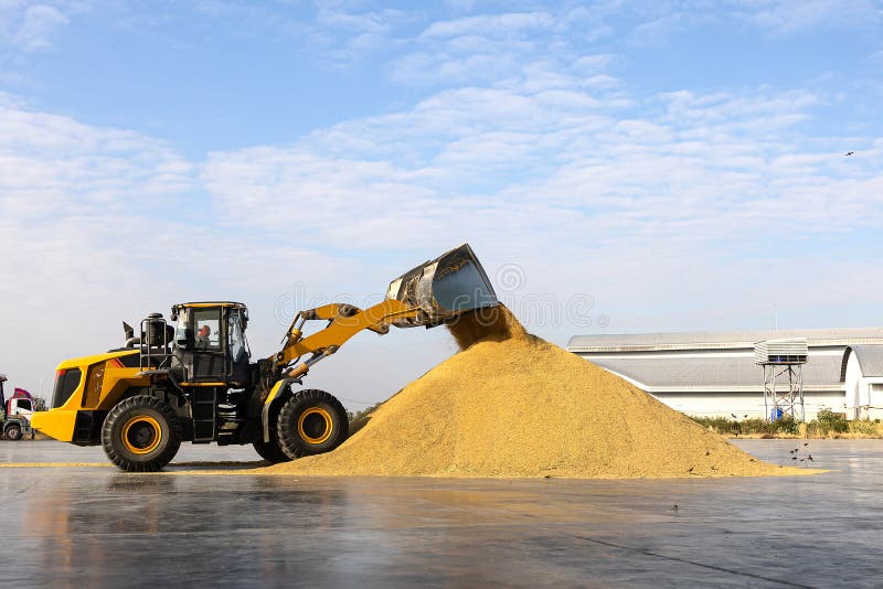 Wheel Loader Machine Unloading Paddy Rice at Rice Mill in Thailand ...