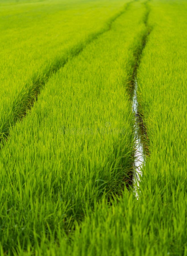 Wheel Marks in a Flooded Green Rice Field Stock Photo - Image of ...