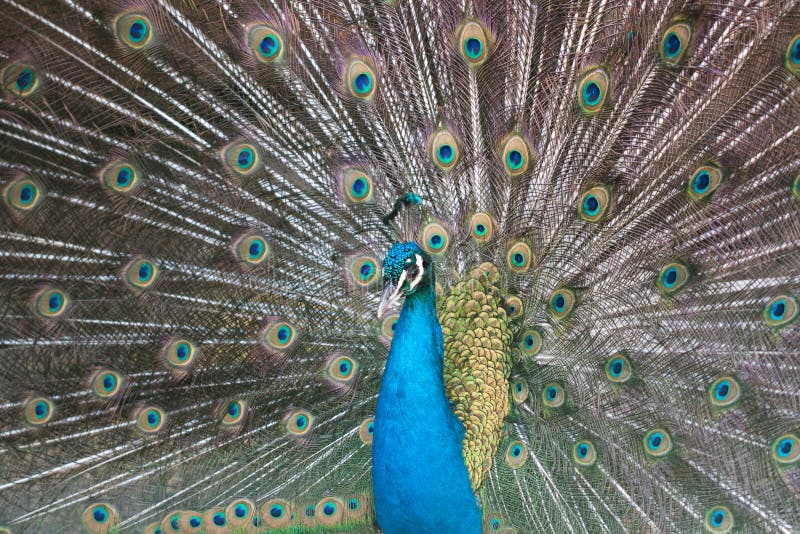 The wheel stock photo. Image of birds, colors, eyes, vanity - 43215348