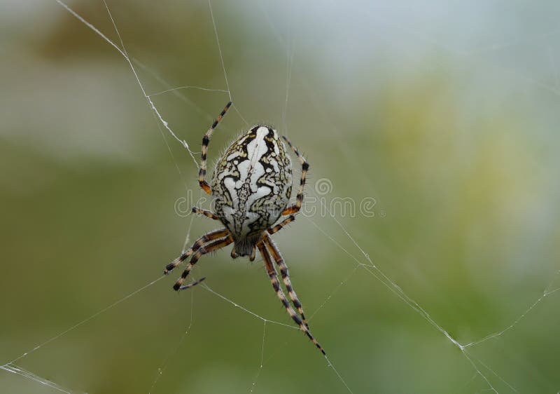 Wheel Spider - Carparachne Aureoflava Stock Image - Image of insects ...
