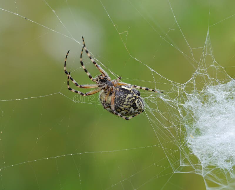 Wheel Spider stock image. Image of predator, hunter, black - 94197759
