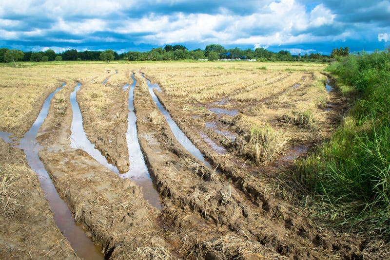 Wheel Track in Rice Harvest Stock Image - Image of dirt, wheel: 55095971