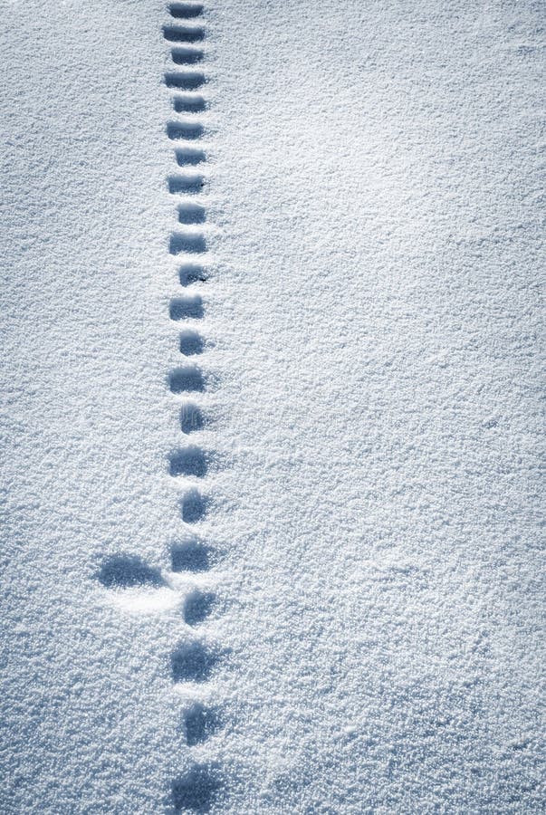 Wheel track in the snow stock photo. Image of snowy - 203047550