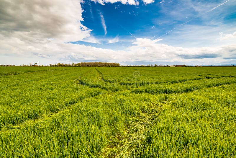 Wheel Tracks in Cultivated Fields Stock Photo - Image of plant, green ...