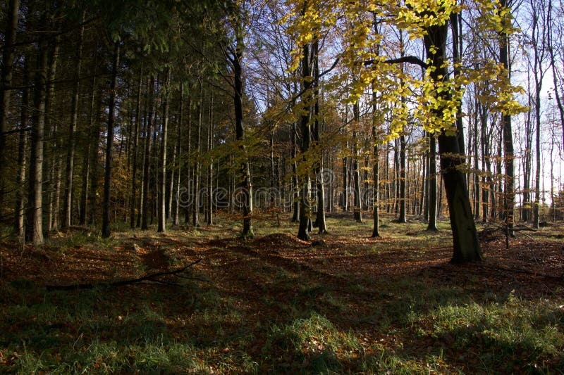Wheel Tracks in the Forest Floor after a Machine Stock Image - Image of ...