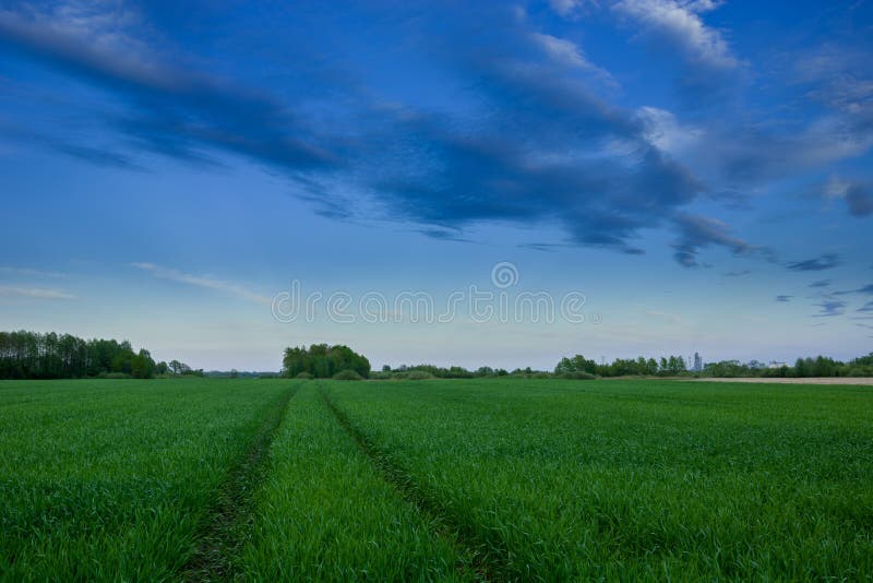 Green Field, Trees on the Horizon and White Clouds on Blue Sky Stock ...