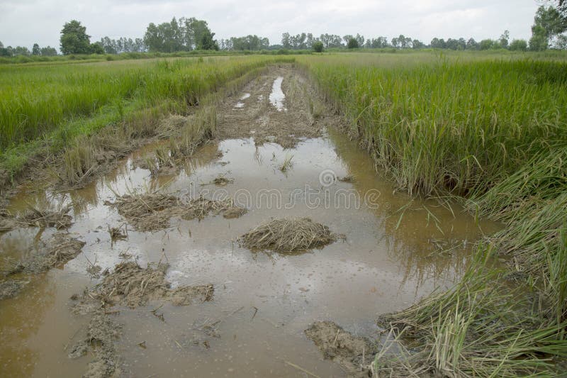 Wheel Tracks on the Soil. Tire in the Soil on Rice Fields in the Rice ...