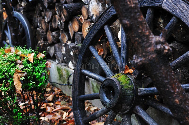 Wheel stock photo. Image of closeup, tree, forest, wheel - 82445824