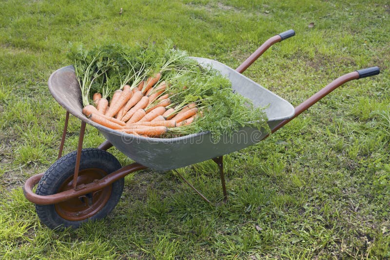 Wheelbarrow with carrot stock image. Image of crop, summer - 16415053