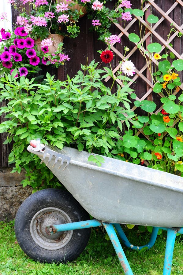Wheelbarrow Flower stock photo. Image of peony, paeonia - 19963548