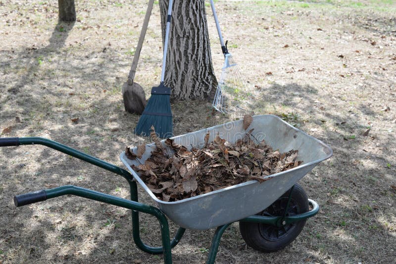 Wheelbarrow Full of Collected Dry Leaves and Gardening Tools Stock ...