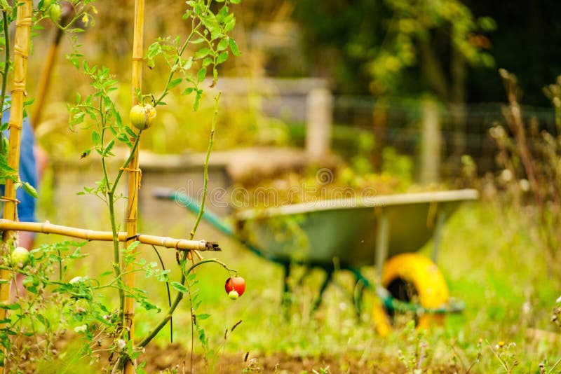 Wheelbarrow in garden stock photo. Image of trolley - 343052676