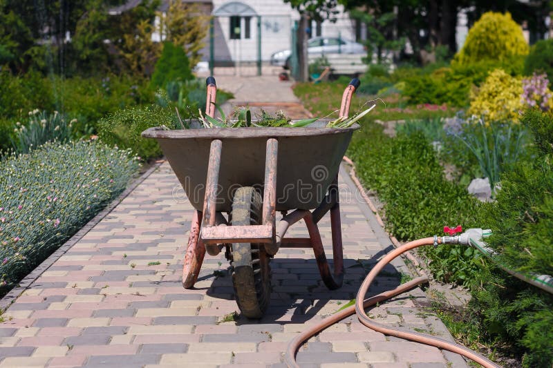 Wheelbarrow with Mown Grass Standing in Botanical Garden or Park ...