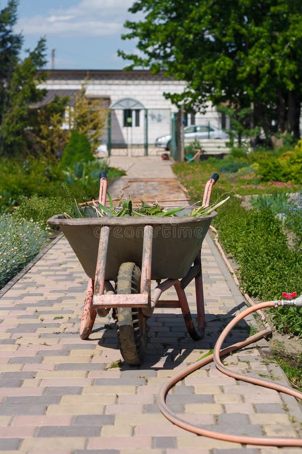 Wheelbarrow with Mown Grass Standing in Botanical Garden or Park ...