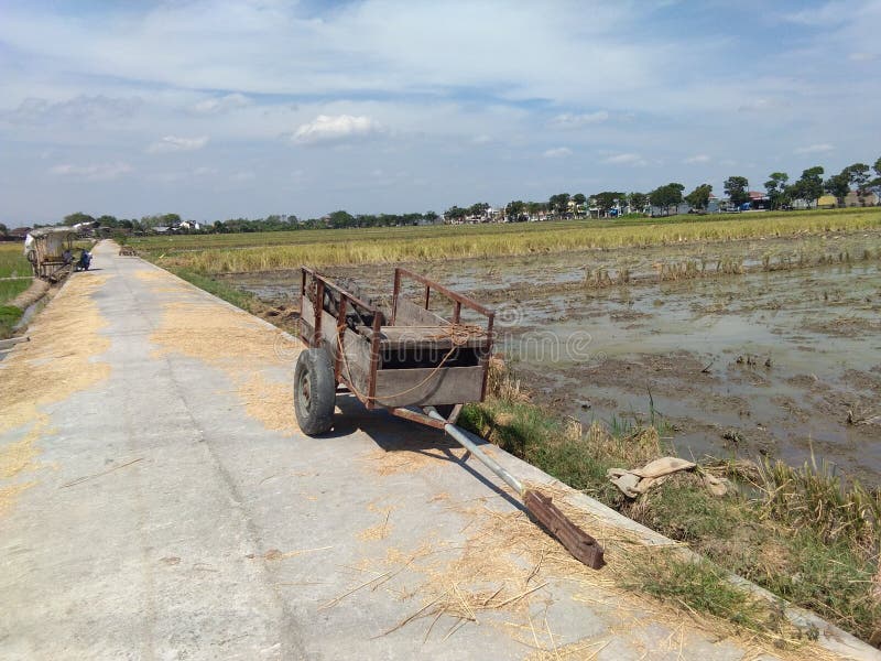 Carts on the Edge of Rice Fields Stock Photo - Image of carts ...