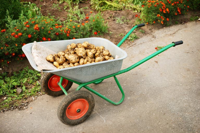 Wheelbarrow with potatoes stock image. Image of garden - 11641635