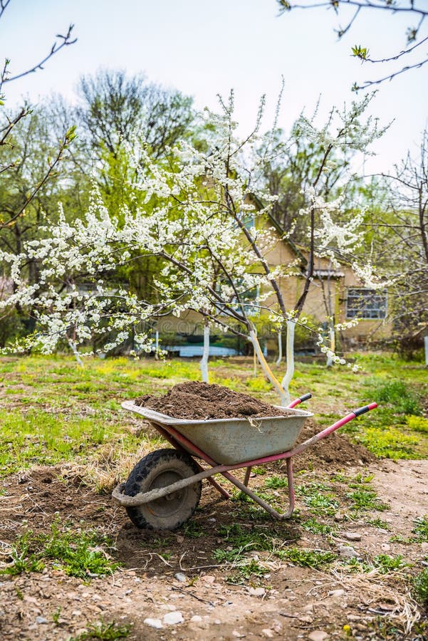 A Wheelbarrow with Soil and Manure for Fertilizing Garden Beds in ...