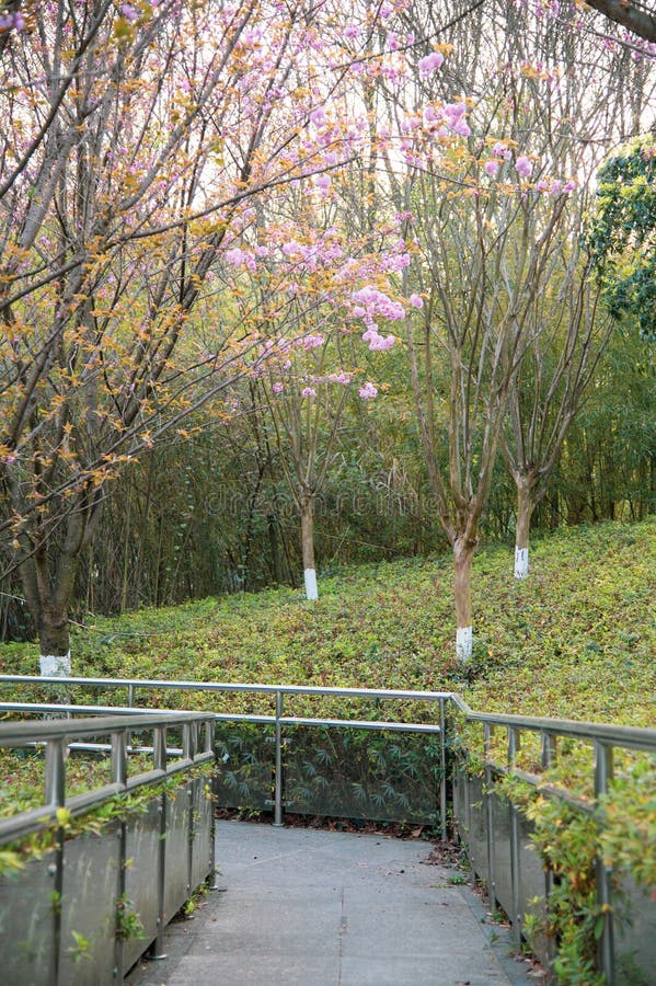 Wheelchair Access in the Park Stock Photo - Image of support, service ...