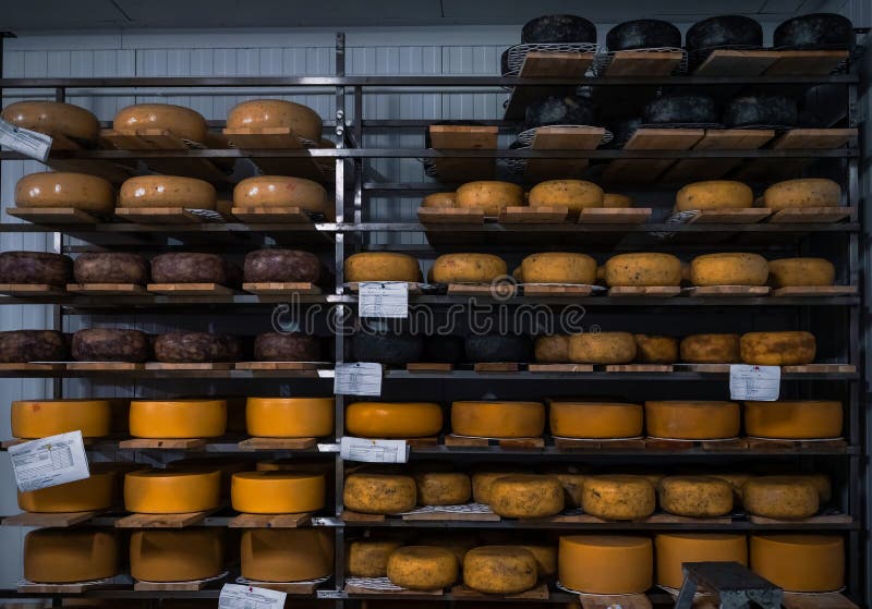Wheels of Cheese in a Maturing Storehouse Dairy Cellar on Shelves Stock ...